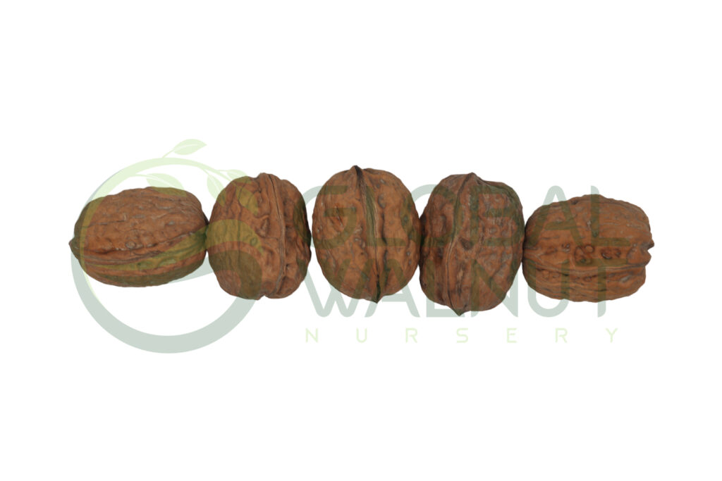 Global Walnut | Walnut Trees And Walnut Saplings
